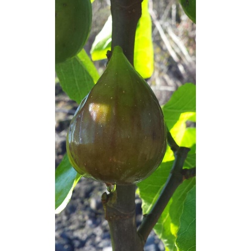 Flanders fig cutting/ Keratan pokok tin | Shopee Malaysia