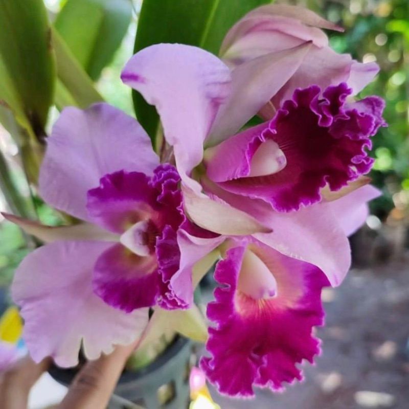 (POKOK MATANG) ORCHID CATTLEYA THAI REAL LIVE PLANT HYBRID WANGI (POKOK ...