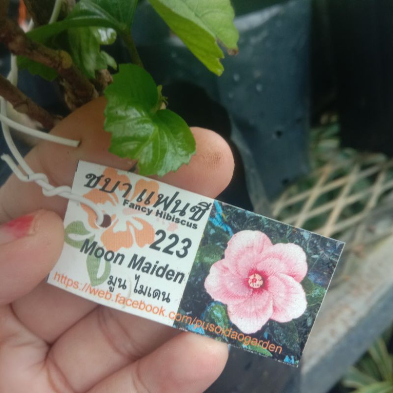 bunga raya taiwan(223) | Shopee Malaysia