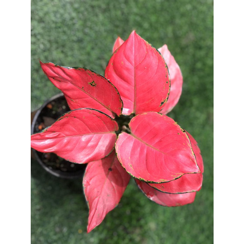 Aglaonema - Pink Ruby | Shopee Malaysia