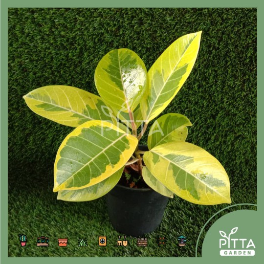 Ficus Benghalensis Variegated Plant | LIVE PLANT Indoor / Outdoor Plant ...