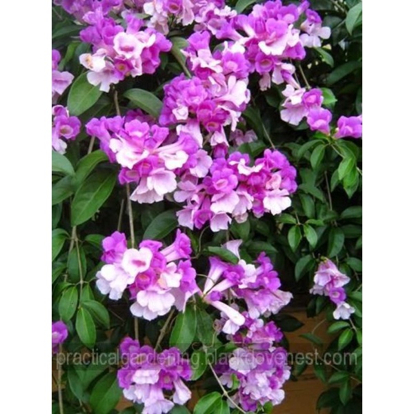 pokok bunga garlic vine/ mansoa alliecea bawang putih | Shopee Malaysia