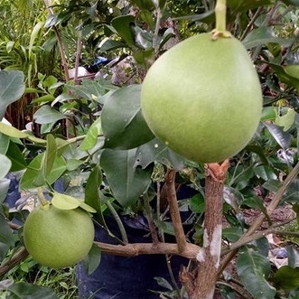 limau Bali merah 紅柚子樹苗 anak pokok red flesh pomelo Thailand siam ...