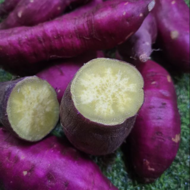 🇯🇵 JAPANESE SWEET POTATO yellow | Shopee Malaysia