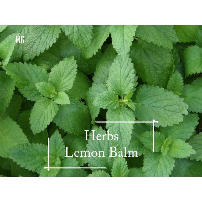 *Easy* Lemon Balm Mint seeds - 100 seed ( REAL SEED )*Pot Friendly ...