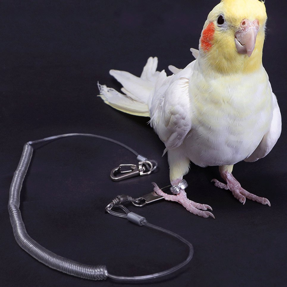 *Alloy Parrot Leg Ring Anklet Foot Chain 3m Outdoor Bird Chain Belt ...