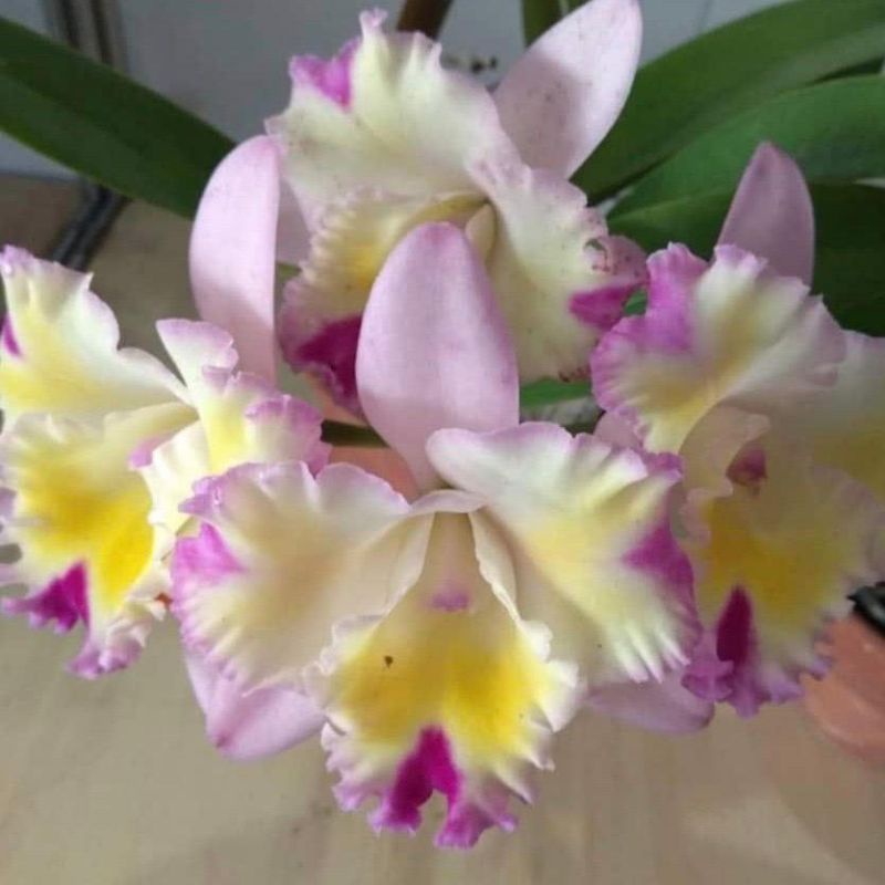 (POKOK MATANG) ORCHID CATTLEYA THAI REAL LIVE PLANT HYBRID WANGI (POKOK ...