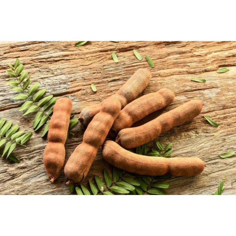 Pokok Asam Jawa Hybrid 🇹🇭 | Shopee Malaysia