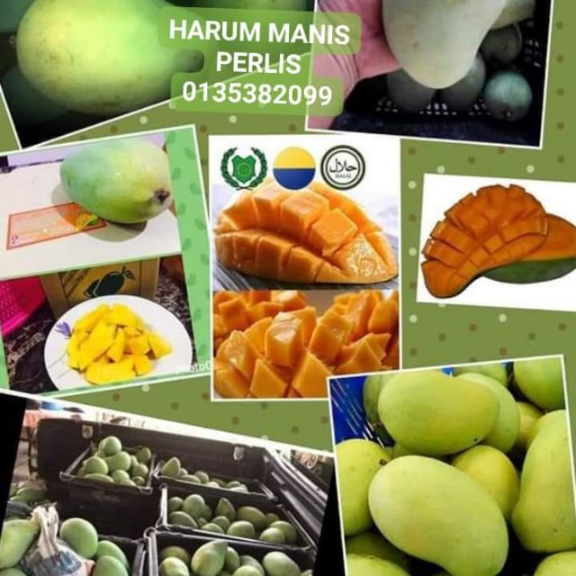 BUAH MEMPELAM MANGGA HARUM MANIS PERLIS 💯 | Shopee Malaysia