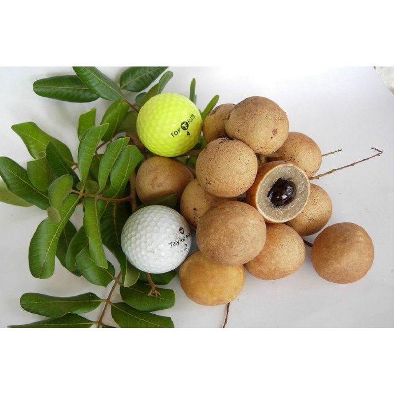 Anak Pokok Mata Kucing/ Longan Lada Hitam / Anak Pokok Longan Tangkai ...