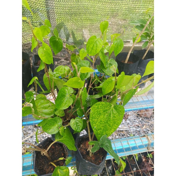[KS] Anak pokok sireh kampung live plant pokok herba | Shopee Malaysia