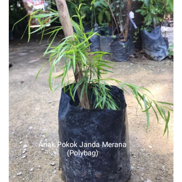 Anak Pokok Janda Merana @ Hujan Lebat ( Willow Plant) | Shopee Malaysia