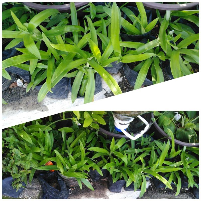 POKOK Rumput Beijing / Siti Khadijah | Shopee Malaysia