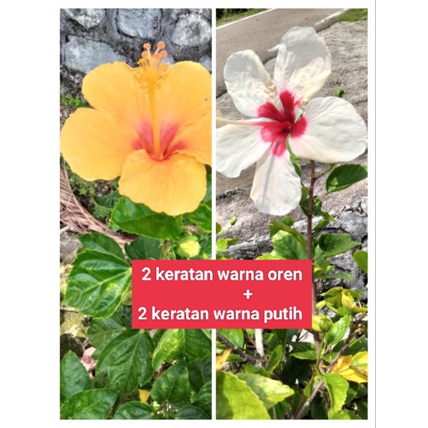 keratan batang bunga raya bertompok merah / hybrid hibiscus: 2 keratan ...
