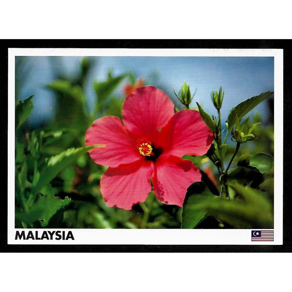 Hibiscus National Flower Of Malaysia | Best Flower Site
