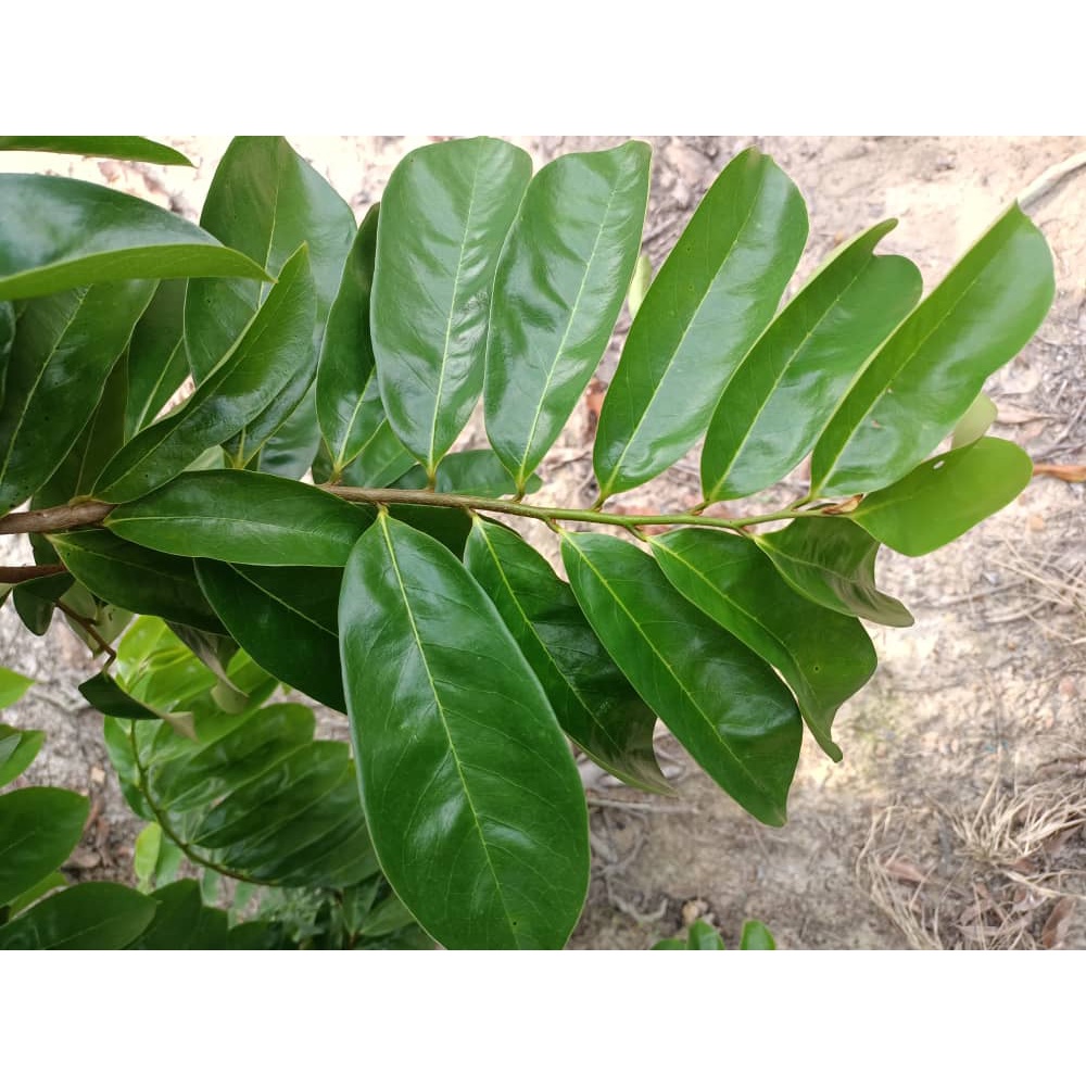 Fresh Soursop leaves / Daun Durian Belanda Segar 100g (±100g)- (FRESHLY ...