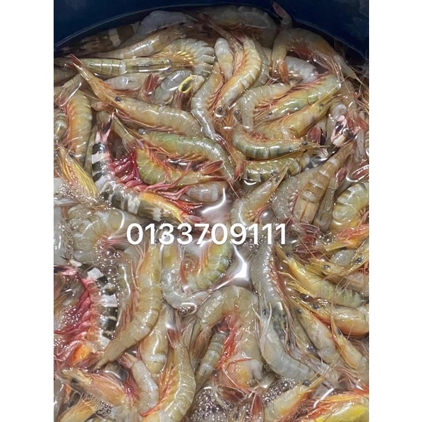 1kg Rm15 Sharp-Rostrum Prawn Udang Minyak 占虾剑虾 1kg /pack | Shopee Malaysia