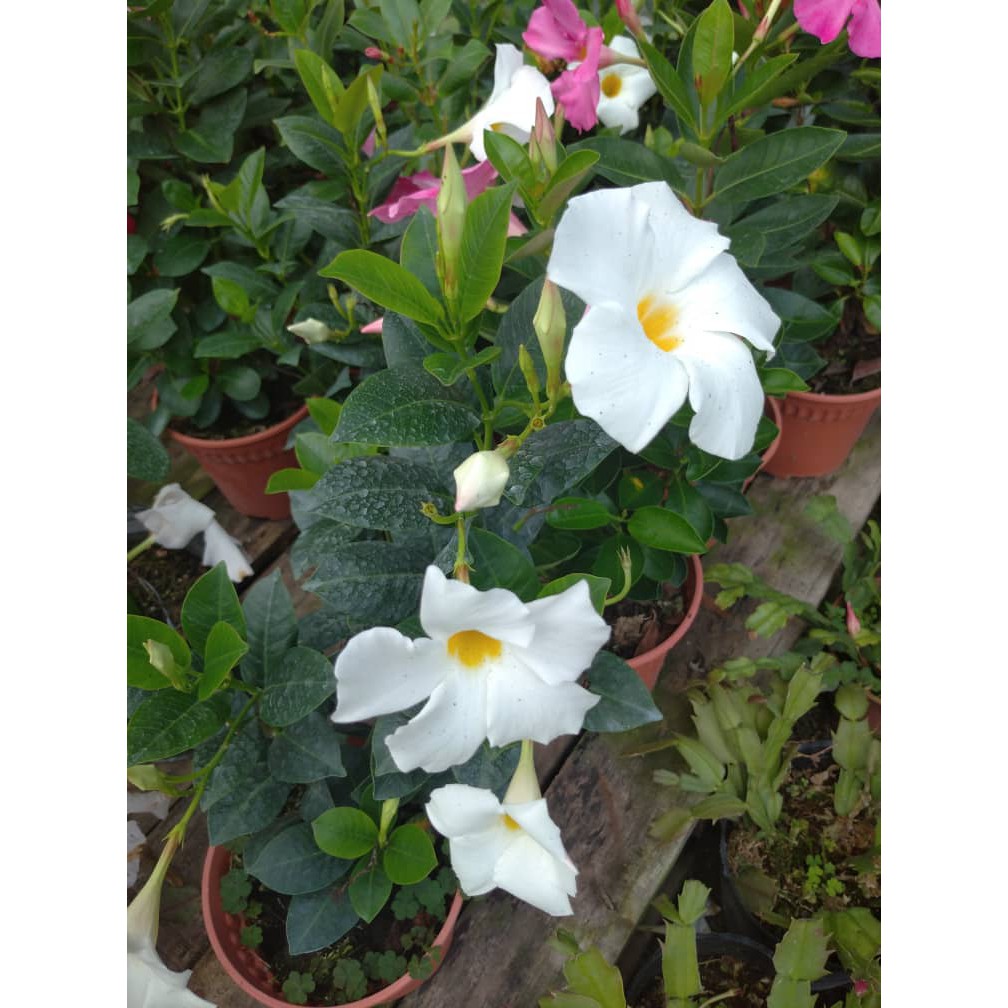 Mandevilla Putih/ White Mandevilla .. Mandevilla Pink / Pink Mandevilla ...