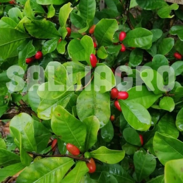 Pokok Buah Ajaib | Miracle Fruit | Magic Berry | Synsepalum Dulcificum ...