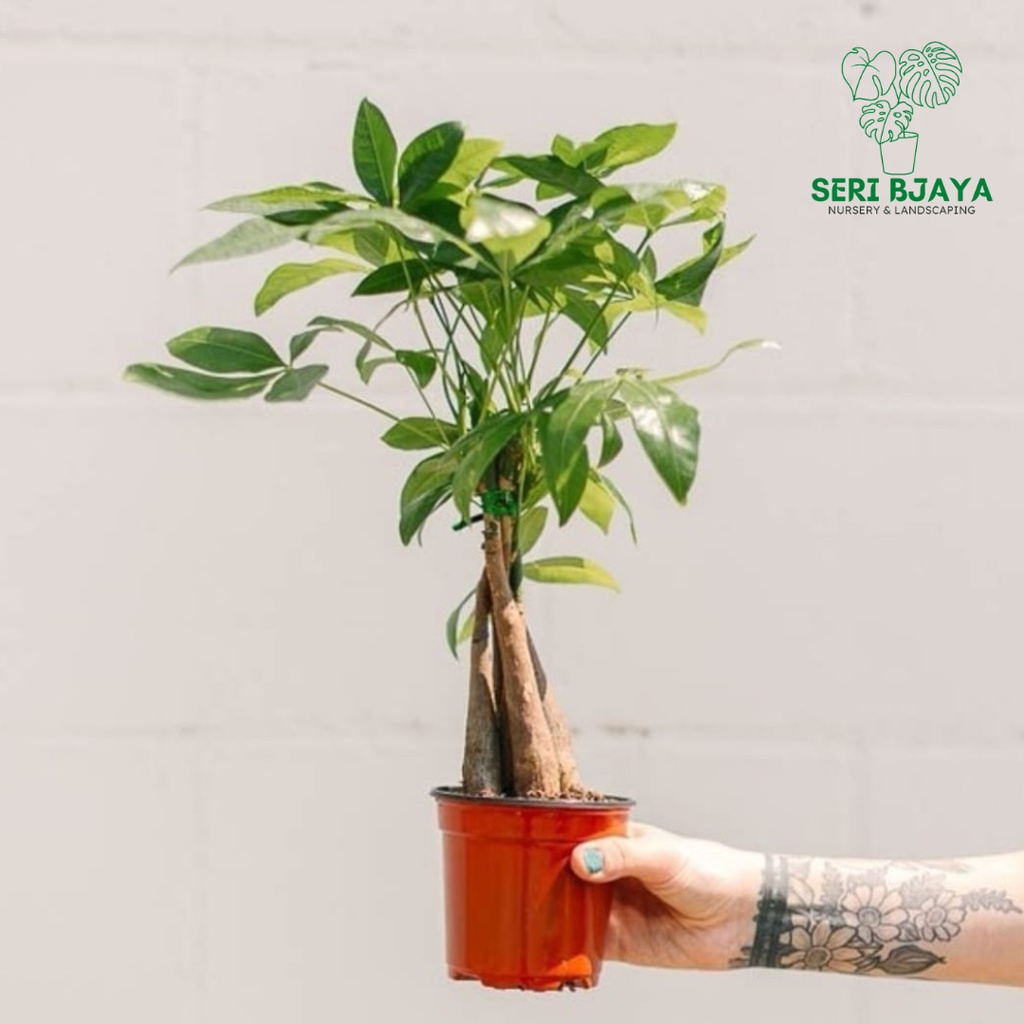 CNY Pachira Aquatica / Pachira 3 Stems/Pachira Tree Head/QQ/Odd Head ...