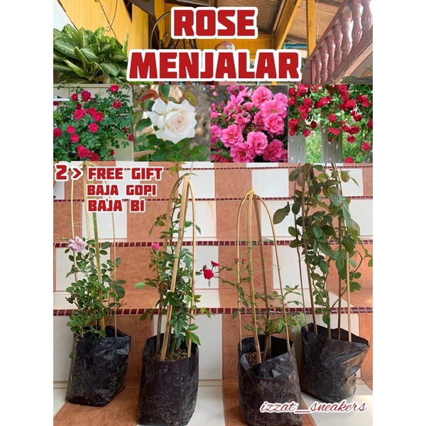 Pokok bunga rose menjalar/climbing rose murah | Shopee Malaysia
