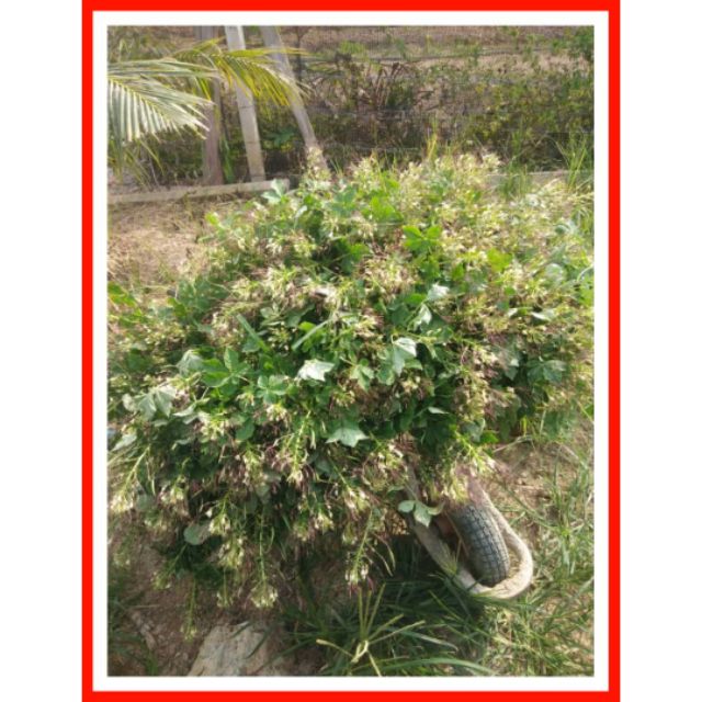 🔥READY STOCK🔥Benih maman original Gemencheh (ñ9) 7.5 gram | Shopee Malaysia