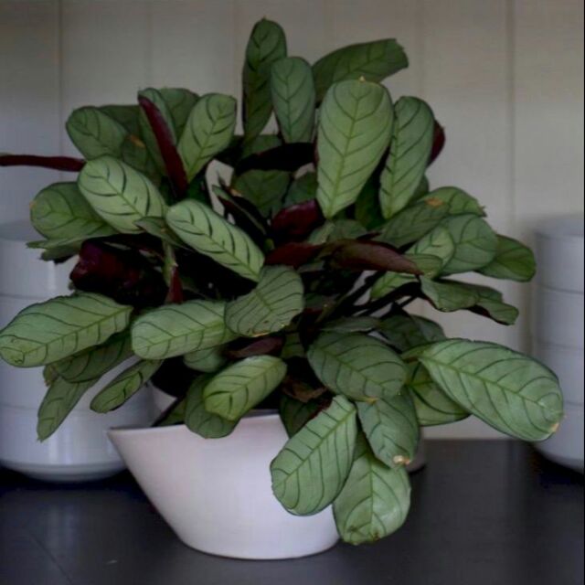 Pokok calathea(indor) | Shopee Malaysia