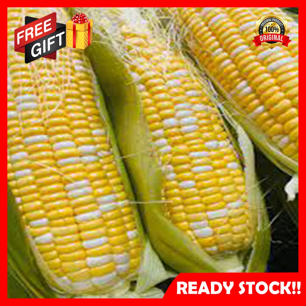 [FREE GIFT!!!] 100% Original Jagung Susu & Mutiara FRESH Paling Murah ...