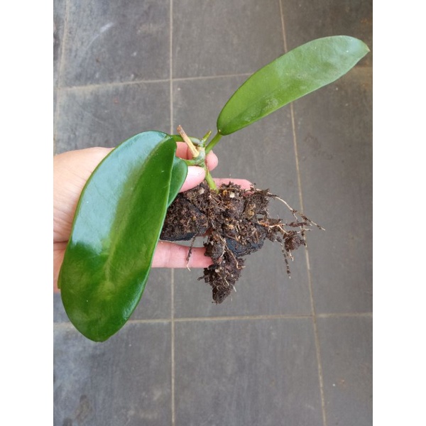 Hoya Meliflua (fragrance blooms) | Shopee Malaysia