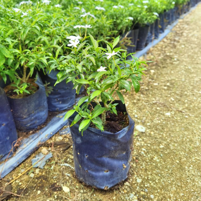 MOVEE-Real Live Plant Ervatamia divaricata Ervatamia mini w/poly bag ...