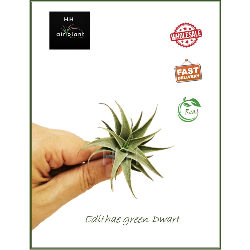 Air Plant Tillandsia Edithae Green Dwart Ionantha Airplant 空气草 绿色型赤兔 空气 ...