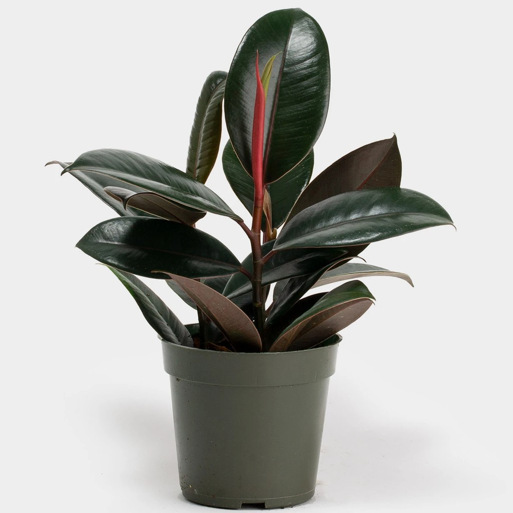90s Greenovation | Indoor Plant - Ficus elastica (黑金刚) | 室内植物 | Shopee ...