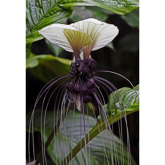 white batflower (Tacca integrifolia) White Bat Lily(rare plant)ค้างคาว ...