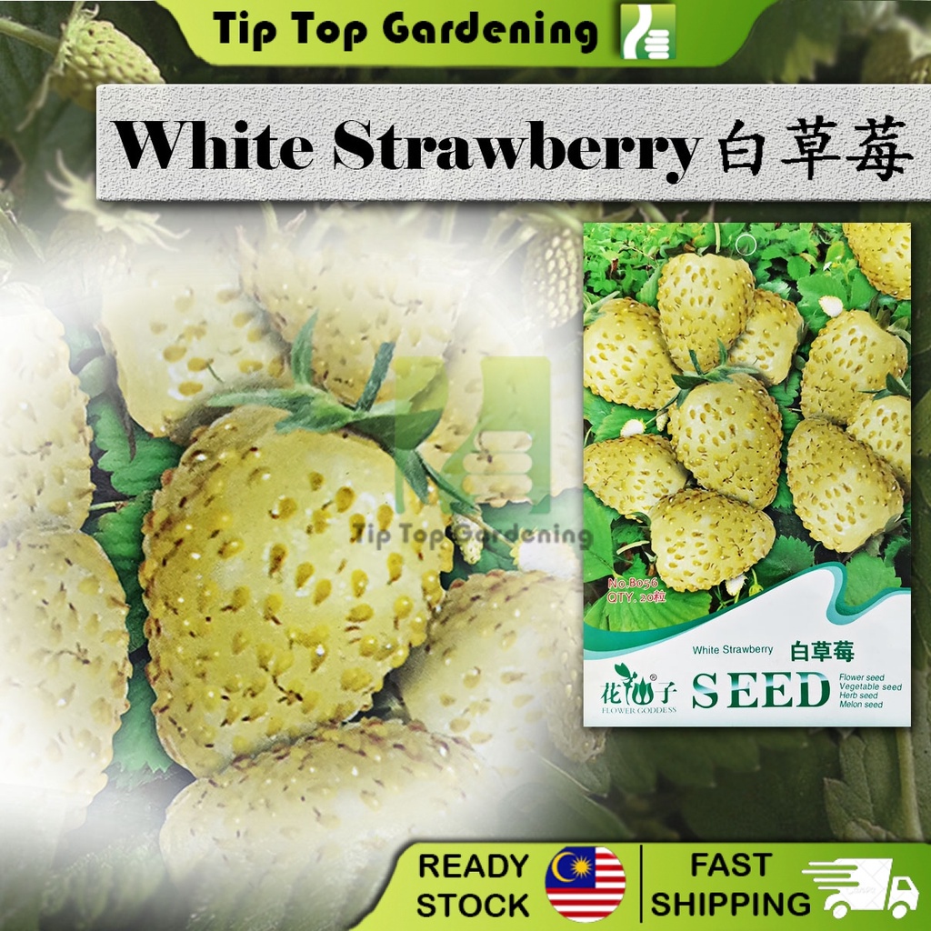 【EXPIRED】BIJI BENIH B056 WHITE STRAWBERRY FLOWER GODDESS VEGETABLE ...