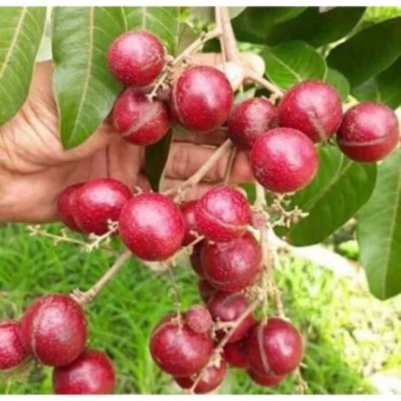 Pokok longan red ruby / longan merah original | Shopee Malaysia