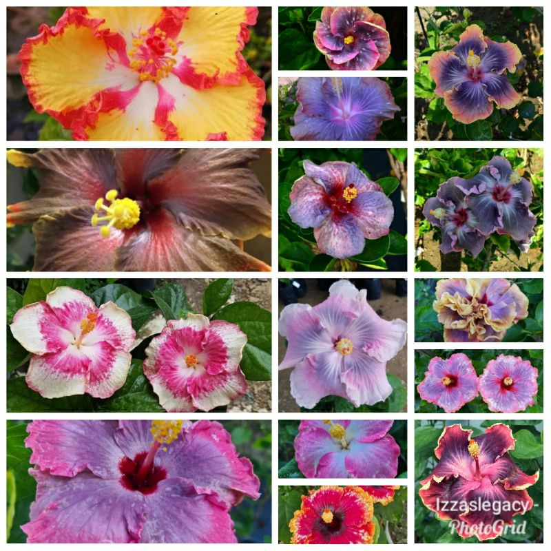 Anak pokok bunga raya hybrid taiwan part 1 | Shopee Malaysia