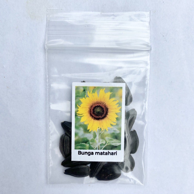 Biji benih bunga matahari | Shopee Malaysia
