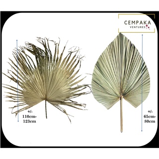Daun Kipas Palma Kering Bunga Kering Hiasan Pelamin | Dry Leaves Pampas ...
