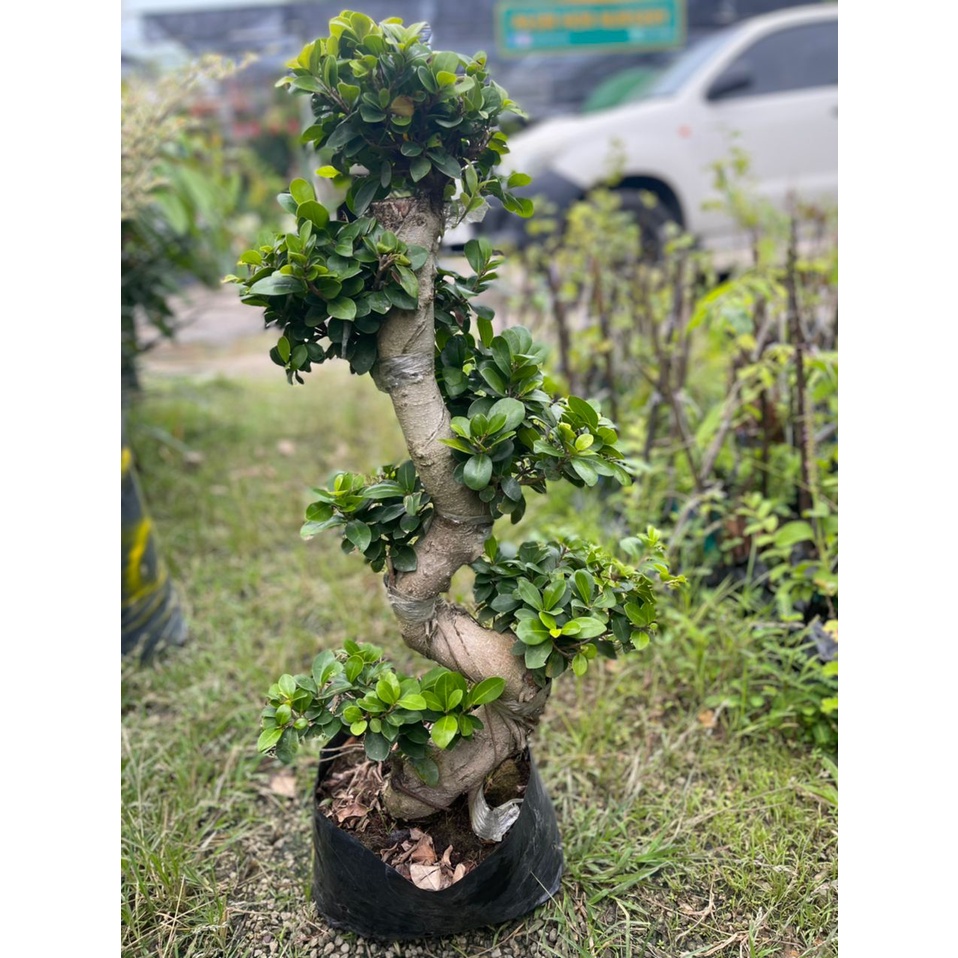 POKOK BONSAI S Bonsai Ficus Microcarpa | Shopee Malaysia