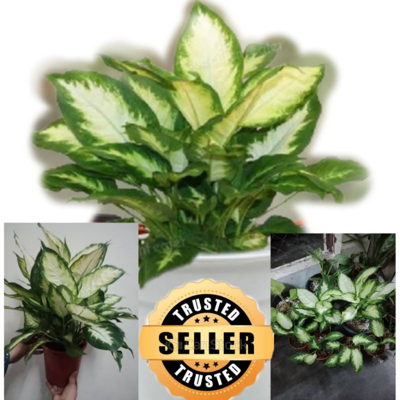 aglo hijau putih/aglaonema real plant | Shopee Malaysia
