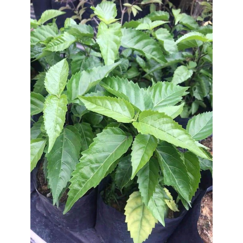 KKB Pokok Ulam Bebuas, Beruas, Pecah Piring | Shopee Malaysia
