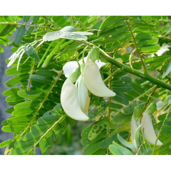 pokok turi @ geti putih ( size kecil ) | Shopee Malaysia