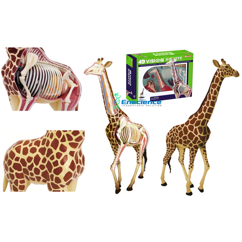 4D MASTER Wildlife Animal Anatomy Tiger Crocodile Giraffe Whale Dolphin ...