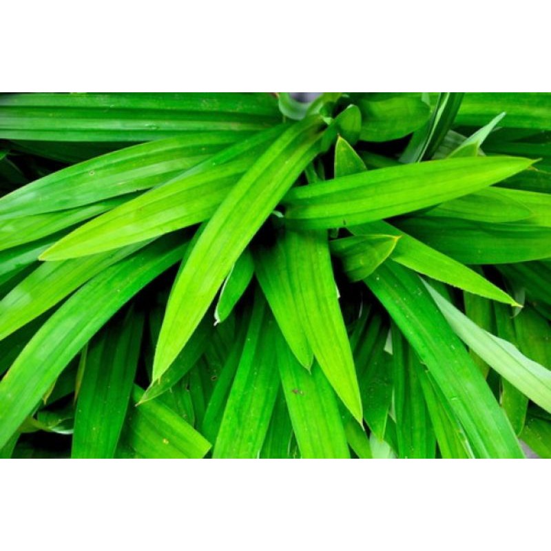 daun pandan segar,pandan leaves | Shopee Malaysia