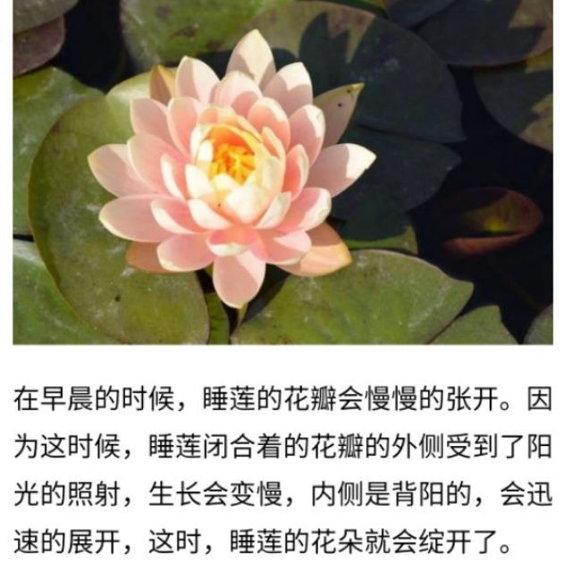 Water Lily 20 mixed seeds（ Nymphaea tetragona） 睡莲混合种子 | Shopee Malaysia