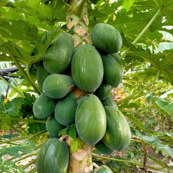 Buah Betik Muda Segar 1 Biji Fresh | Shopee Malaysia