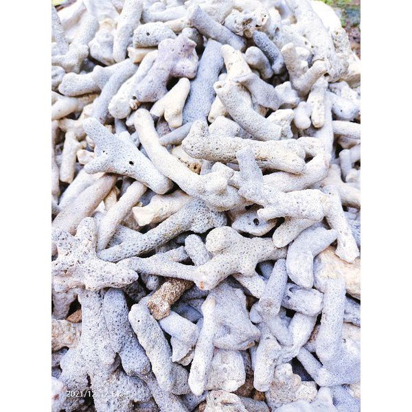 Ginger Coral Stone filter media/1kg | Shopee Malaysia