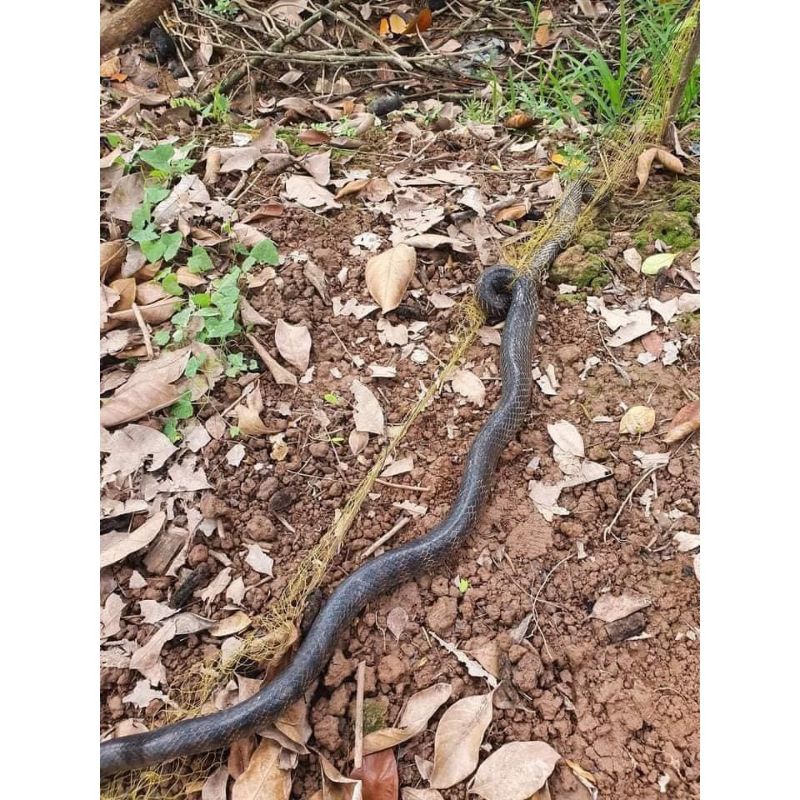 50m Snake Trap Net Hole 5Cm Snake Trap 1kg To 3kg (13 Meters 1 Hand ...