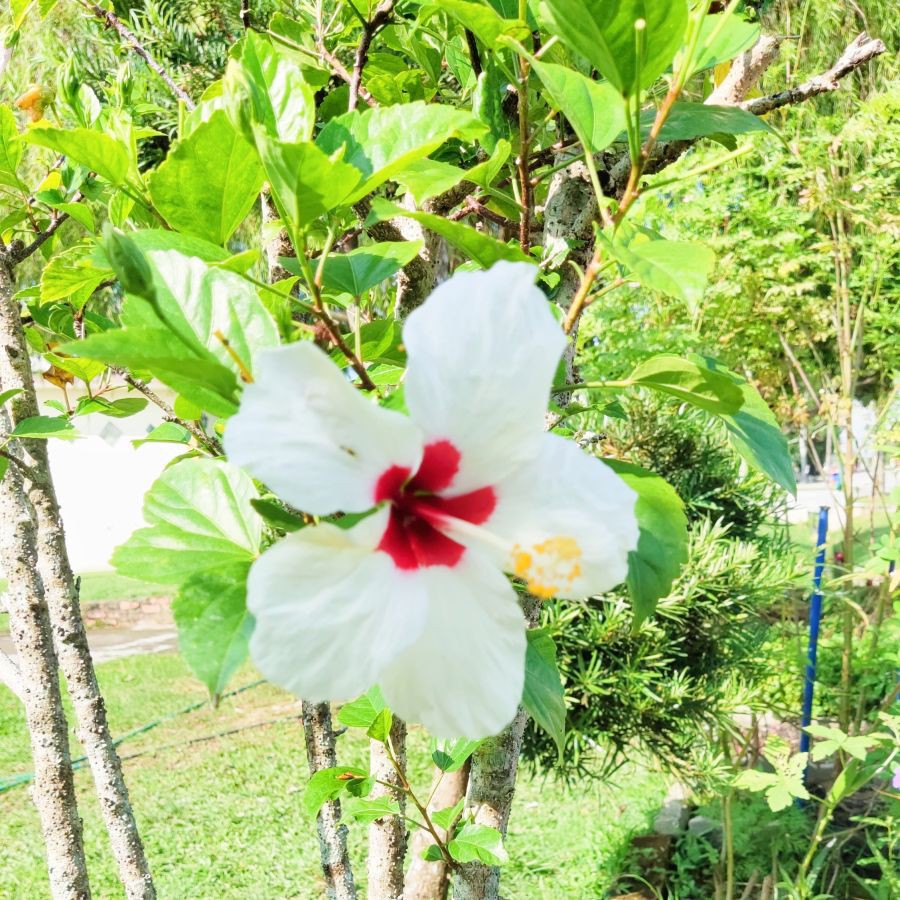 Keratan / Pokok Bunga Raya Putih (pokok kahwin / hybrid / hibiscus ...