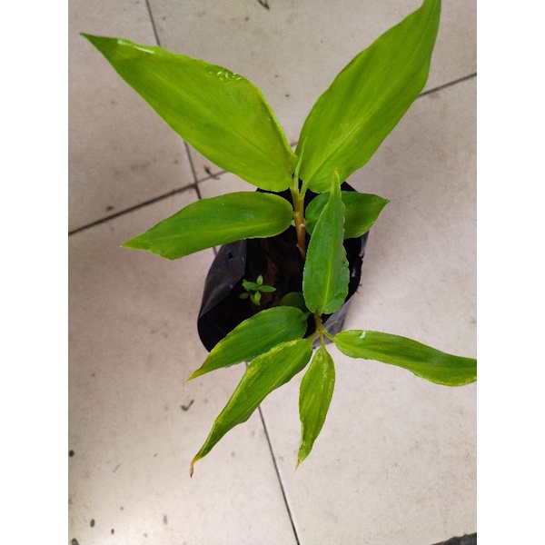 anak pokok lempoyang/ zingiber zerumbet dalam polibeg | Shopee Malaysia